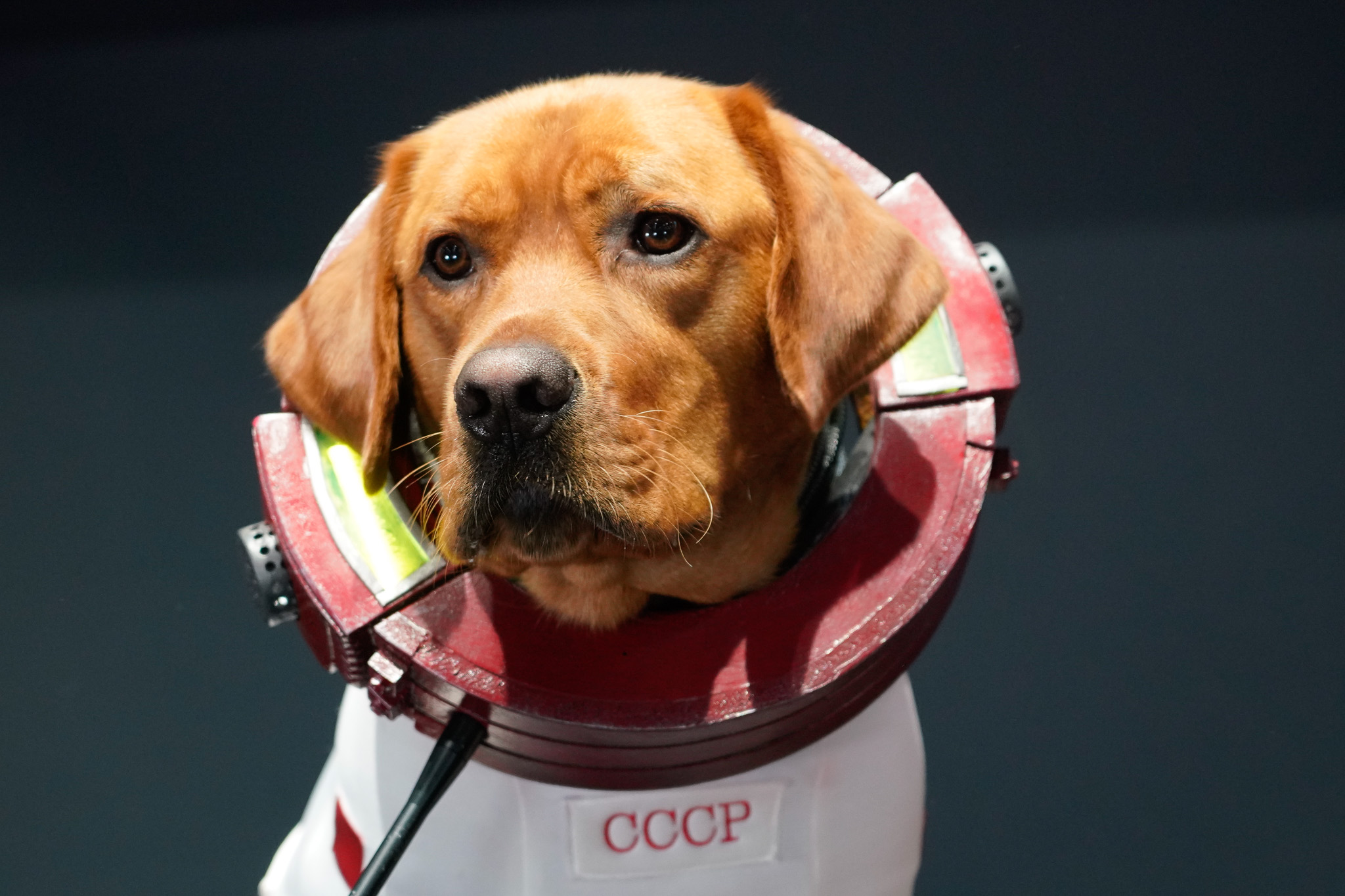 Marvel Studios' "Guardians of The Galaxy Vol. 3" Cosmo the Spacedog ...